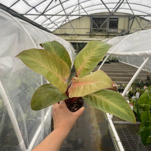 US Seller EXACT PLANT Super Rare Philodendron Red Congo Mint Exact ...