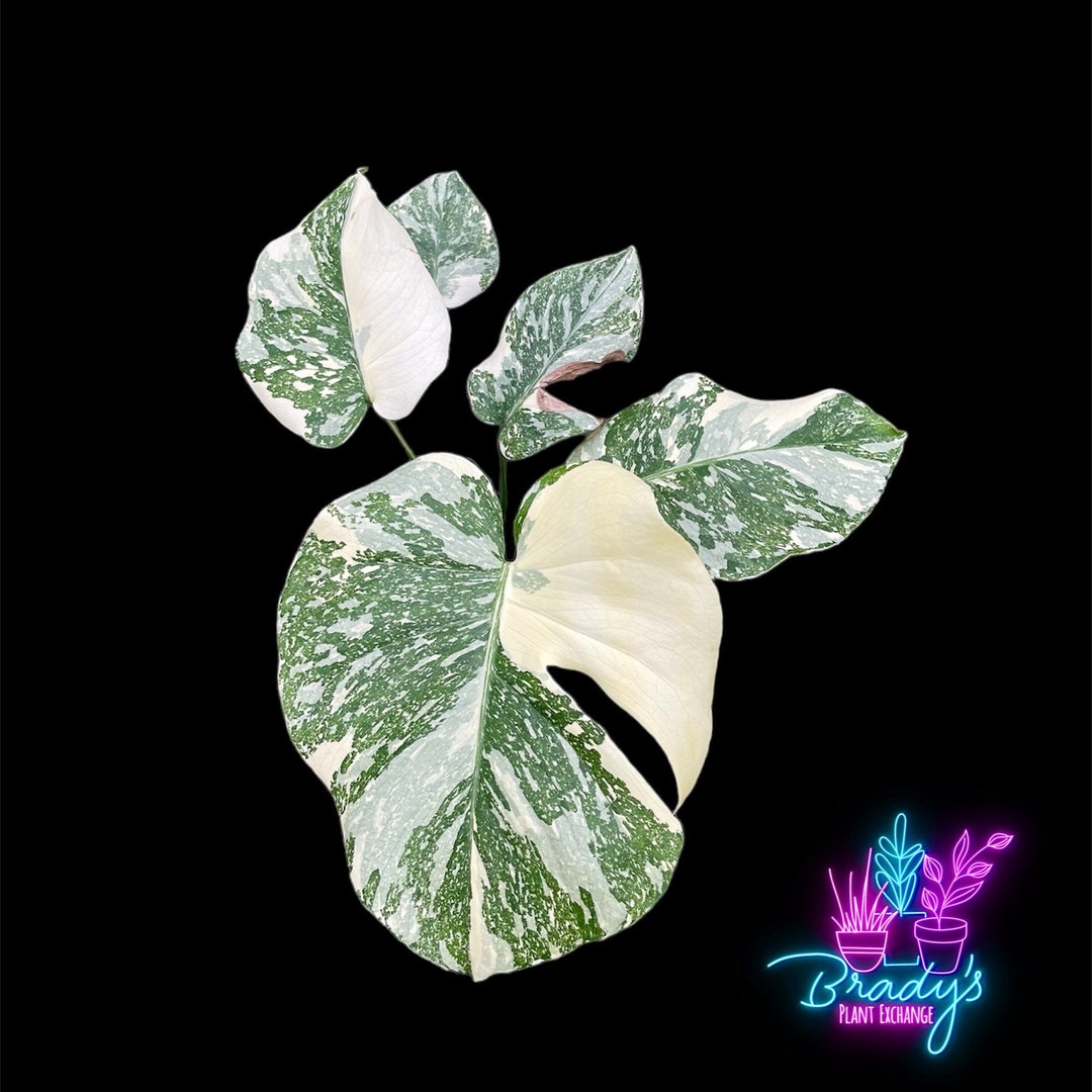 US Seller EXACT PLANT Rare Half Moon High Variegation Monstera Thai ...