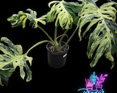 Monstera deliciosa "Masterpiece" variegated - Species Stats & Listings ...