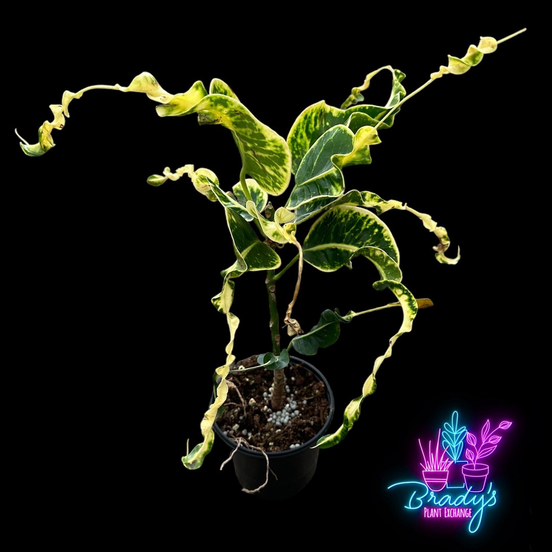 US Seller Rare Croton Yellow Corkscrew Rooted Live Plant 4 Inch Pot - Etsy