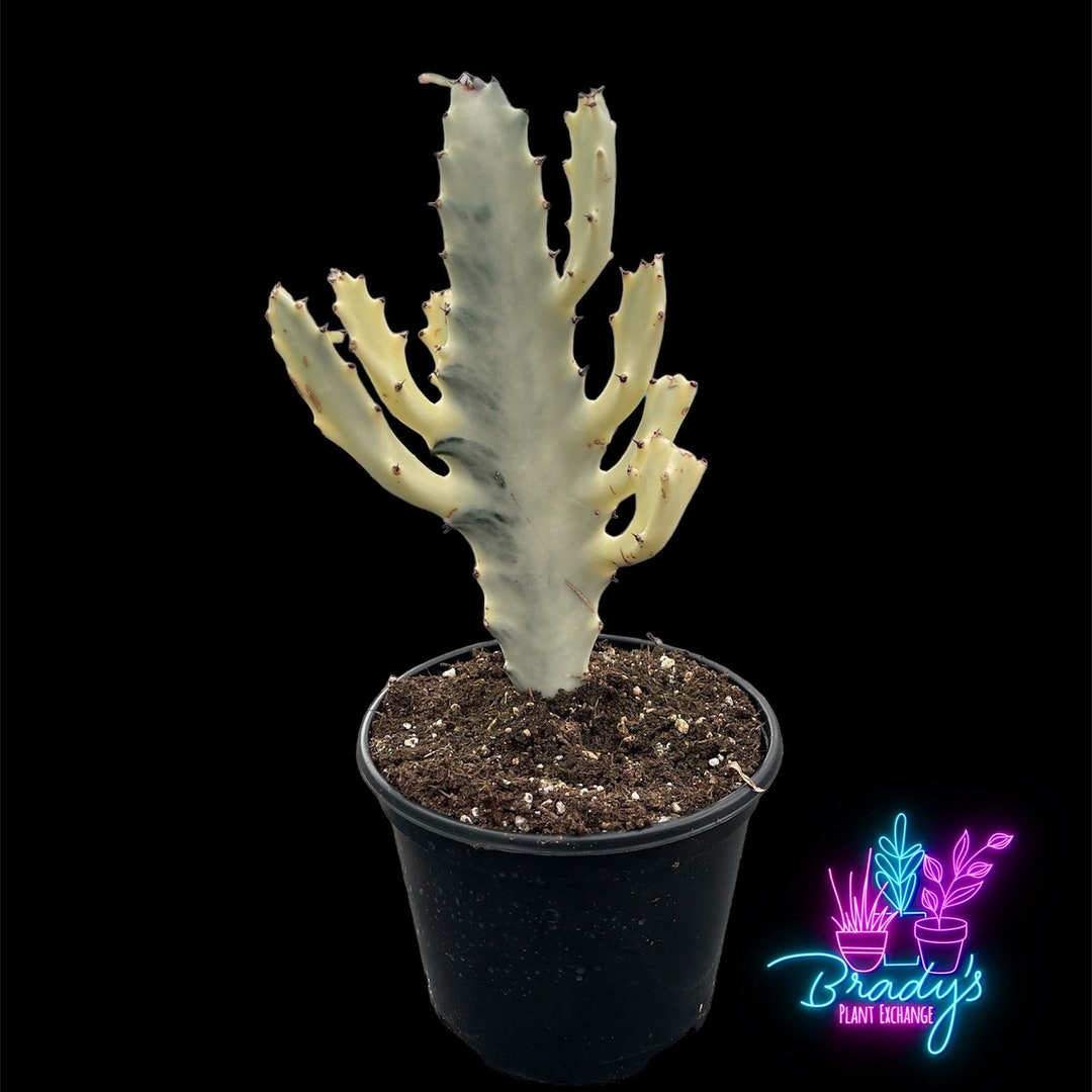 US Seller Variegated Ghost Cactus Euphorbia Lactea Rooted Live Plant ...