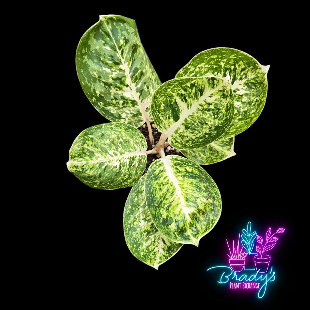 US Seller Rare Aglaonema Green Papuma Live Rooted Plant- 4 Inch Pot - Etsy