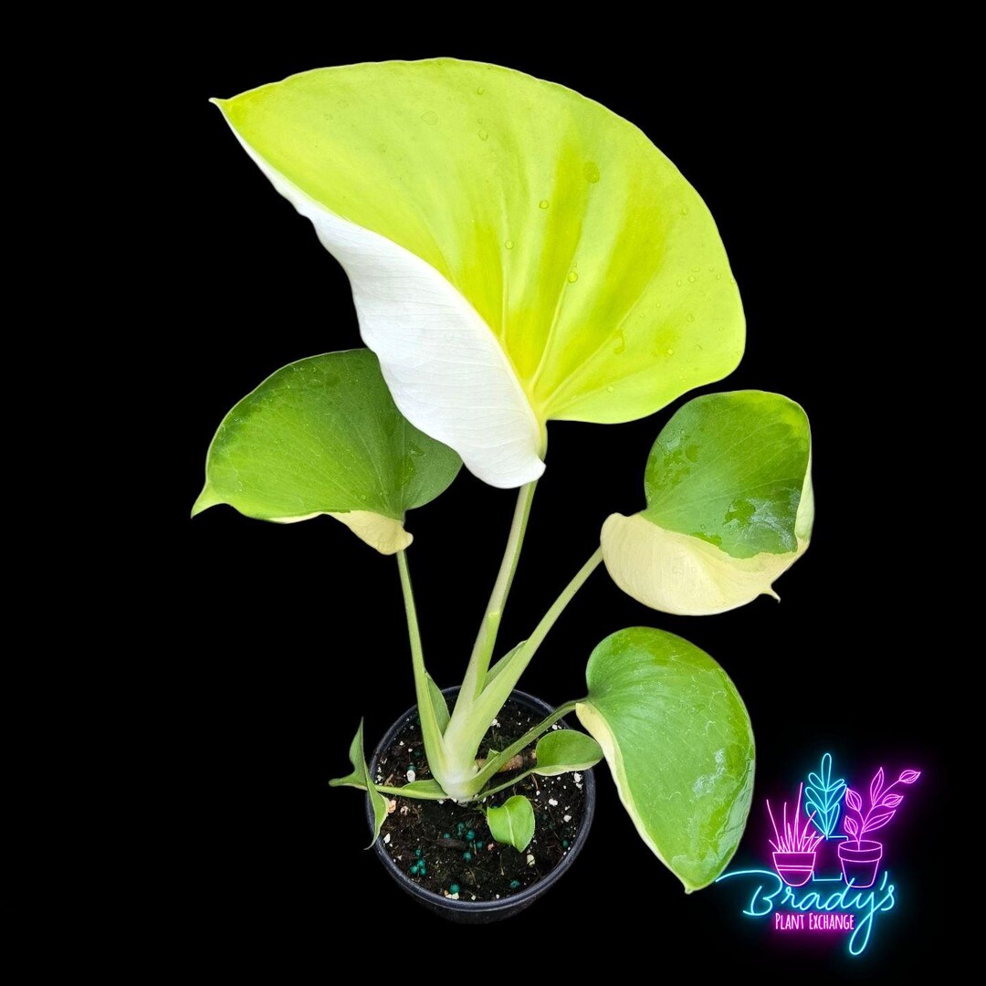 US Seller EXACT PLANT Variegated Monstera Lemon Lime Variegated Exact ...