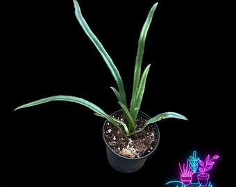 4 Blue Oil Fern Pot With Multiple Plants and Growth Rare Microsorum ...