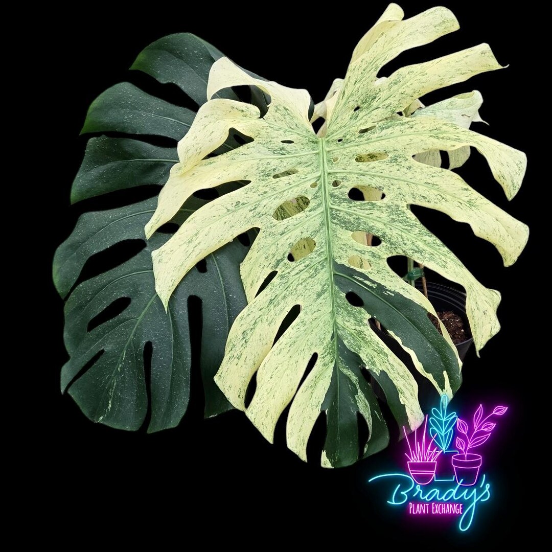 US Seller EXACT PLANT Ultra Rare Large Monstera Deliciosa White Tear ...