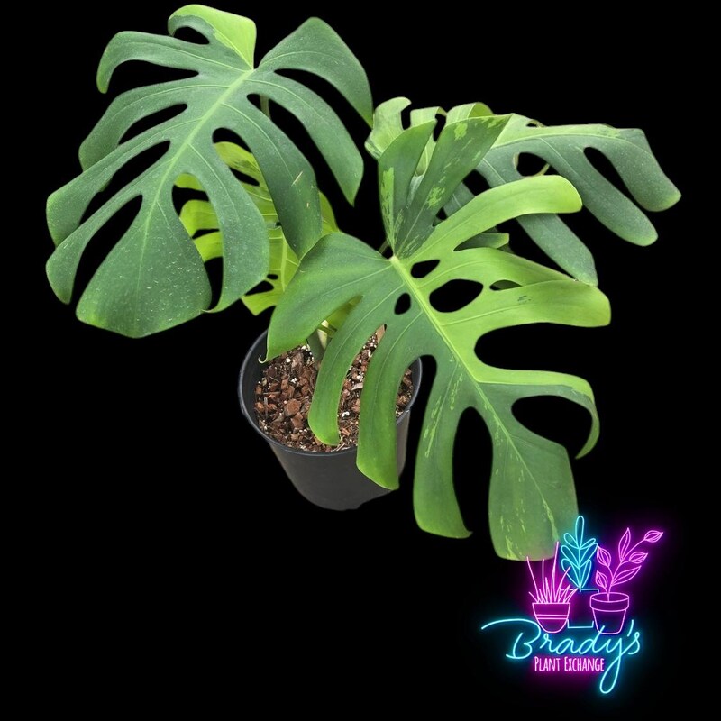 Monstera - Etsy