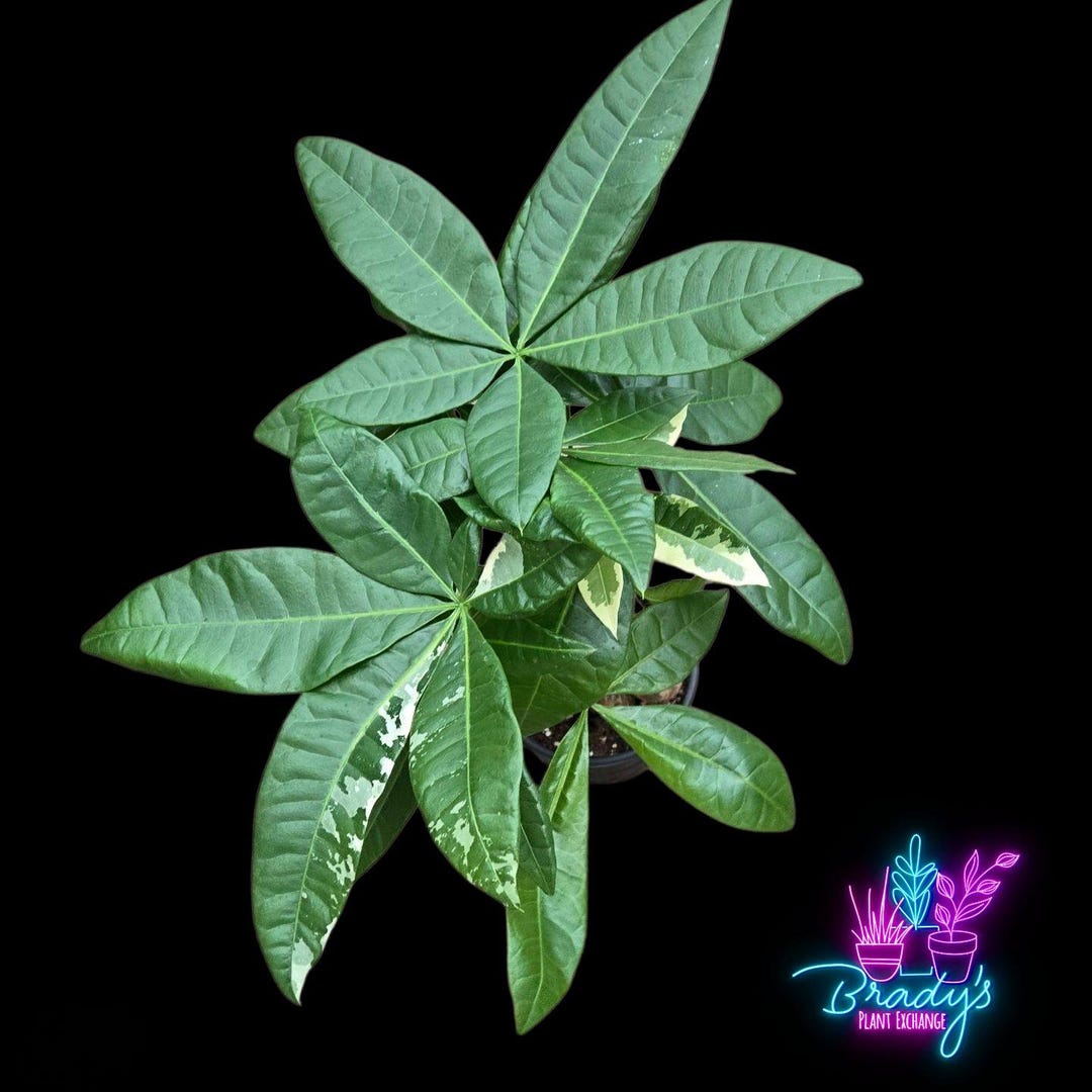 US Seller EXACT PLANT Variegated Money Tree Pachira Exact Rooted Live ...