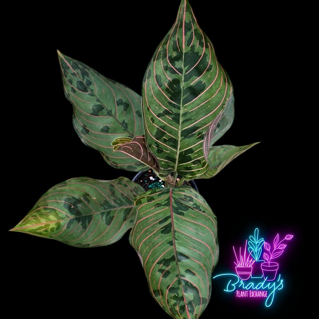 US Seller Rare Aglaonema Red Army Live Rooted Plant- 4 Inch Pot - Etsy