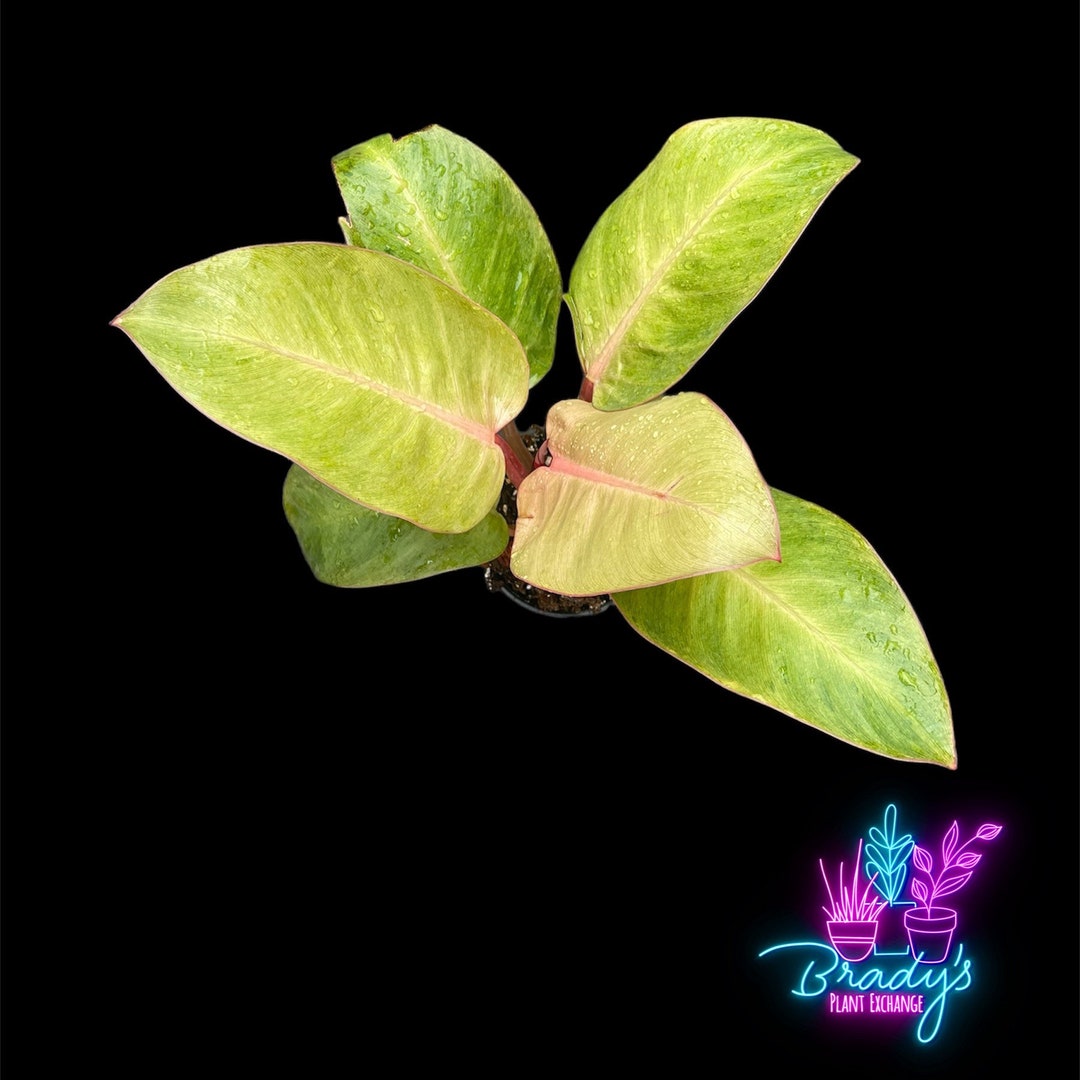 US Seller EXACT PLANT Super Rare Philodendron Red Congo Mint Exact ...