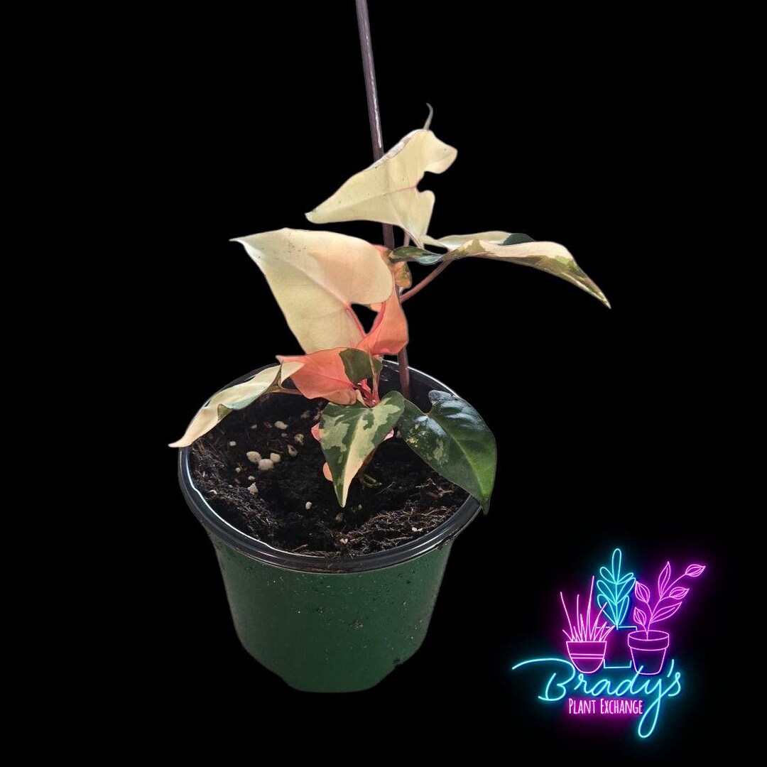 US Seller EXACT PLANT Variegated Fallopia Multiflora Exact Rooted Live ...