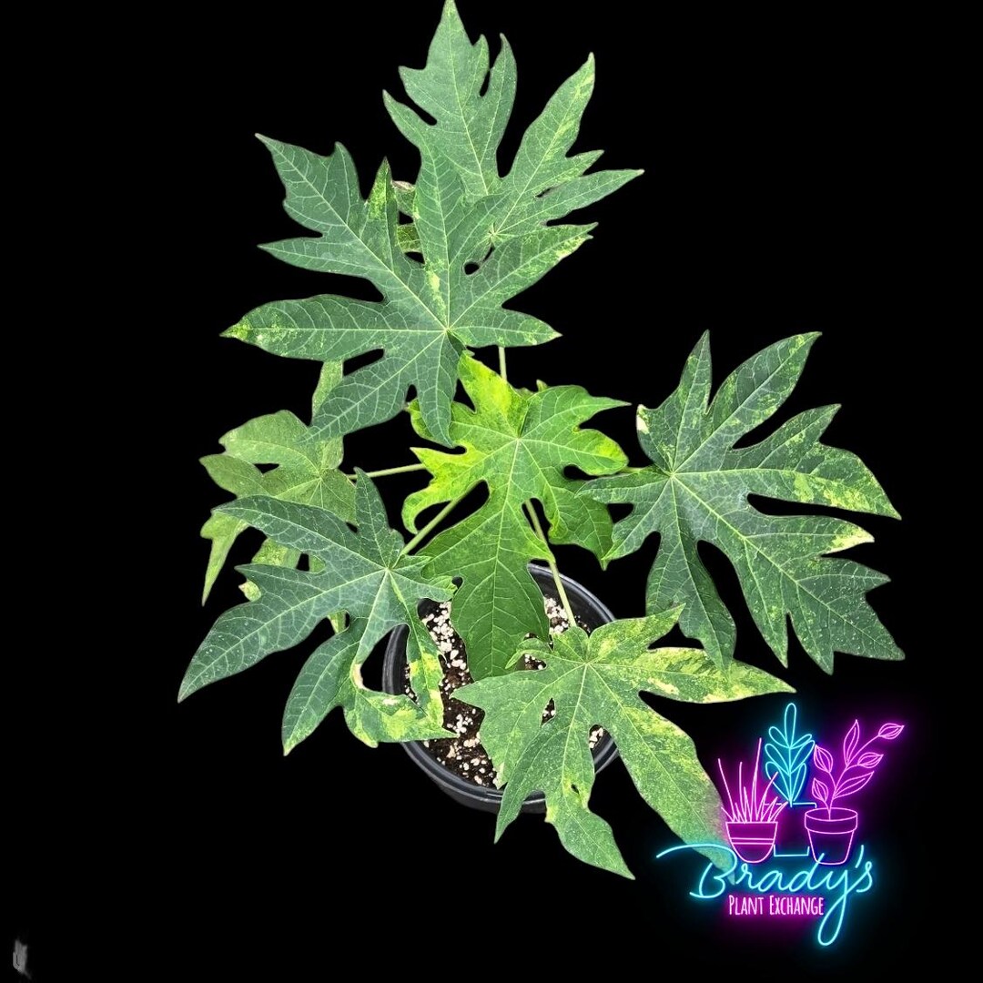 US Seller EXACT PLANT Rare Variegated Papaya Tree Variegated Exact ...