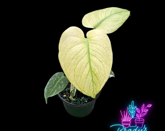 MONSTERA ALBO Variegata "mint"?, Exact Plant - Etsy