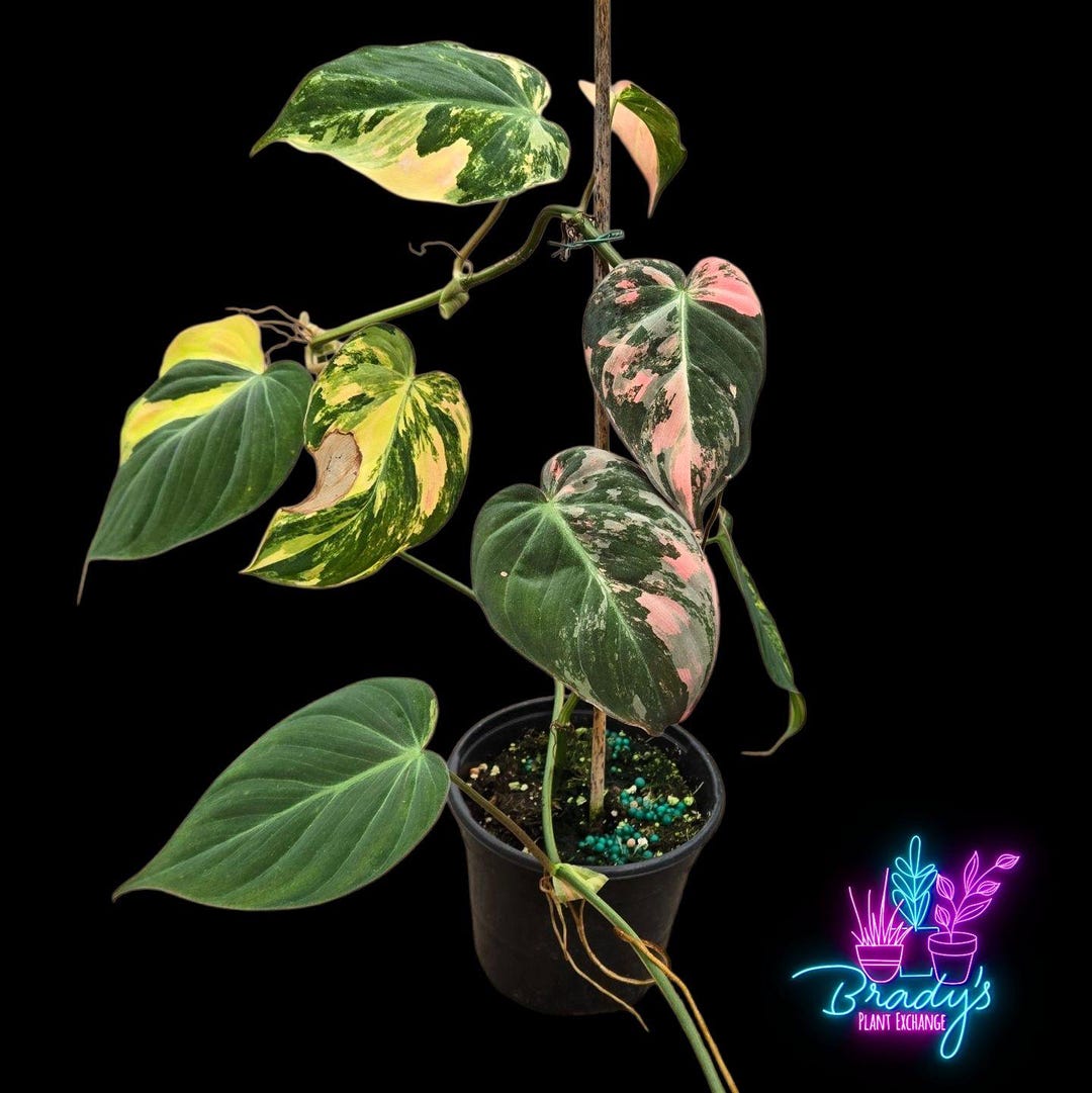US Seller Exact Plant Variegated Philodendron Micans Variegated Exact ...