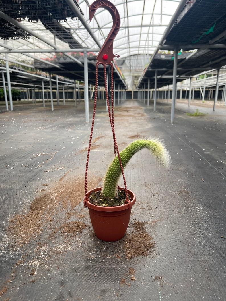 US Seller Monkey Tail Rooted Live Plant - 4 Inch Basket - Etsy