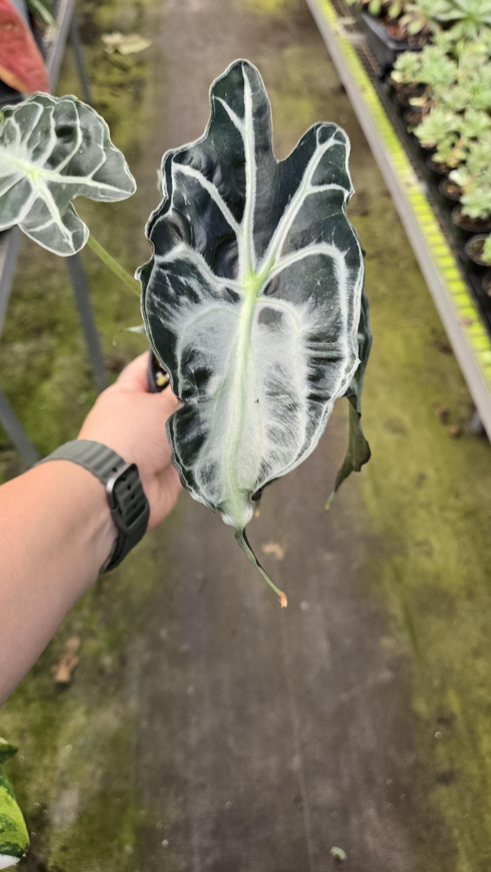 US Seller EXACT PLANT Alocasia Venom Exact Rooted Live Plant - 4 Inch ...