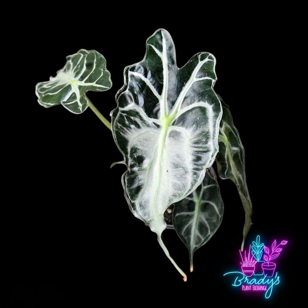 US Seller EXACT PLANT Alocasia Venom Exact Rooted Live Plant - 4 Inch ...