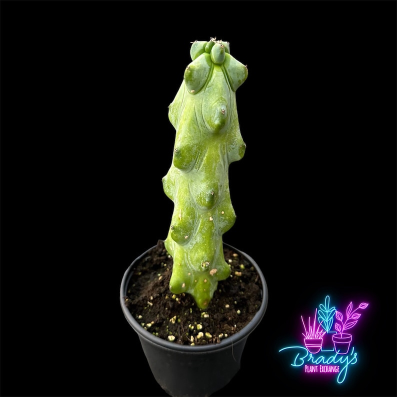 US Seller Rare Myrtillocactus Geometrizans "boobie Cactus" Rooted Live ...