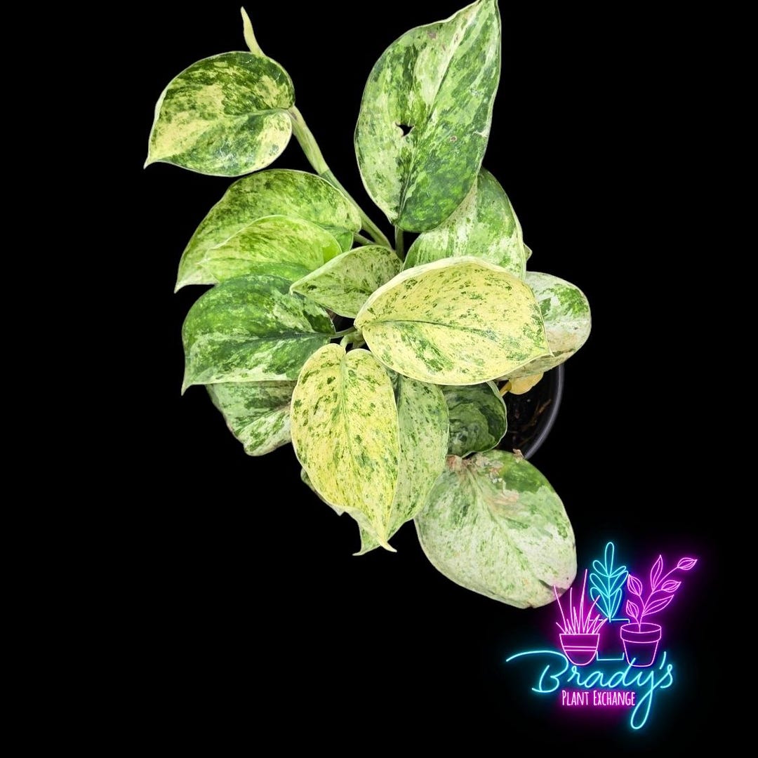 US Seller EXACT PLANT Scindapsus Marble Queen Exact Rooted Live Plant 3 ...