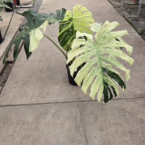 US Seller EXACT PLANT Ultra Rare Large Monstera Deliciosa White Tear ...