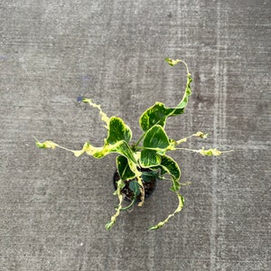 US Seller Rare Croton Yellow Corkscrew Rooted Live Plant 4 Inch Pot - Etsy