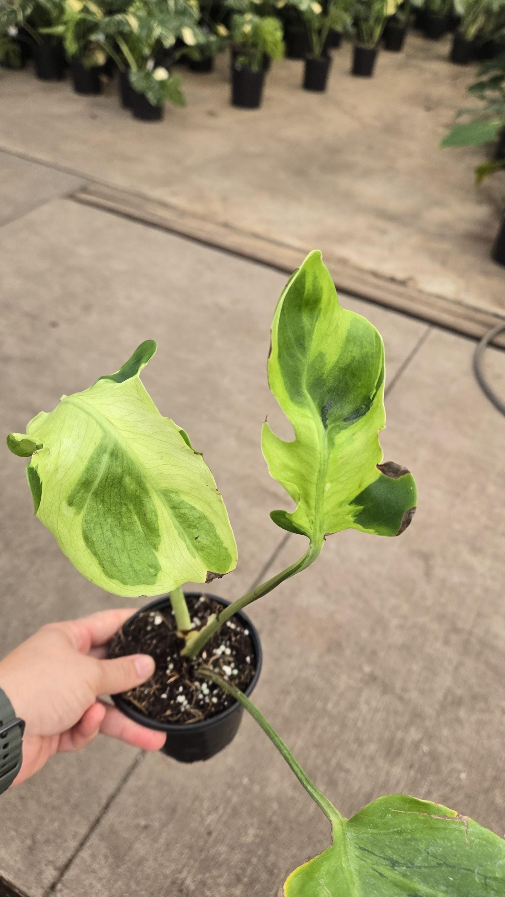 US Seller EXACT PLANT Rare Monstera Flamicito Rooted Live Plant- 4 Inch ...