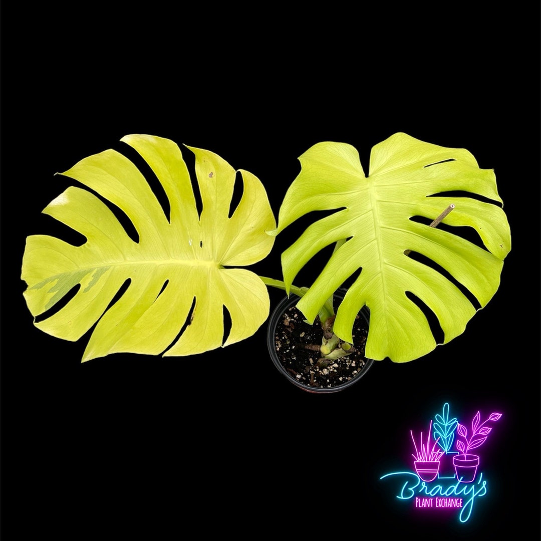 US Seller EXACT PLANT Ultra Rare Monstera Deliciosa Lemon Lime Exact ...