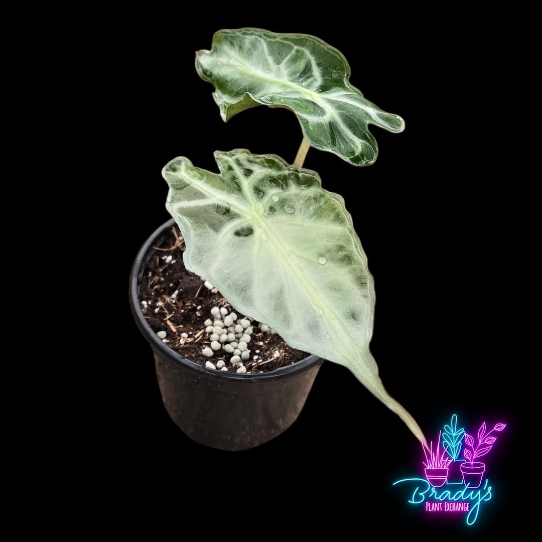 US Seller EXACT PLANT Alocasia Venom Exact Rooted Live Plant - 4 Inch ...