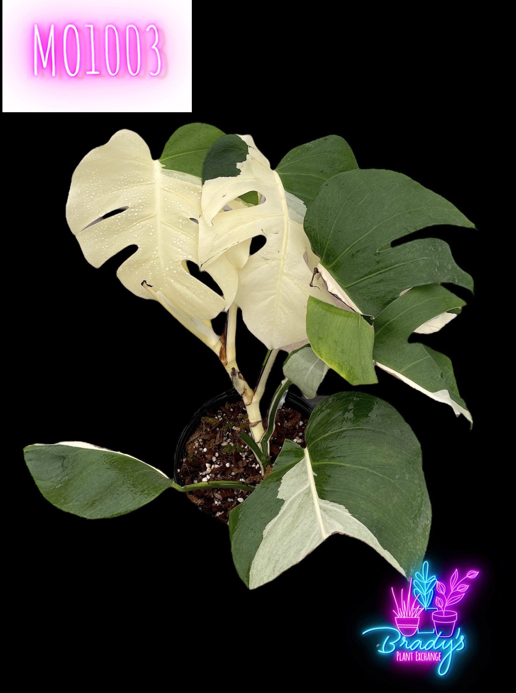 Albinism In Plants