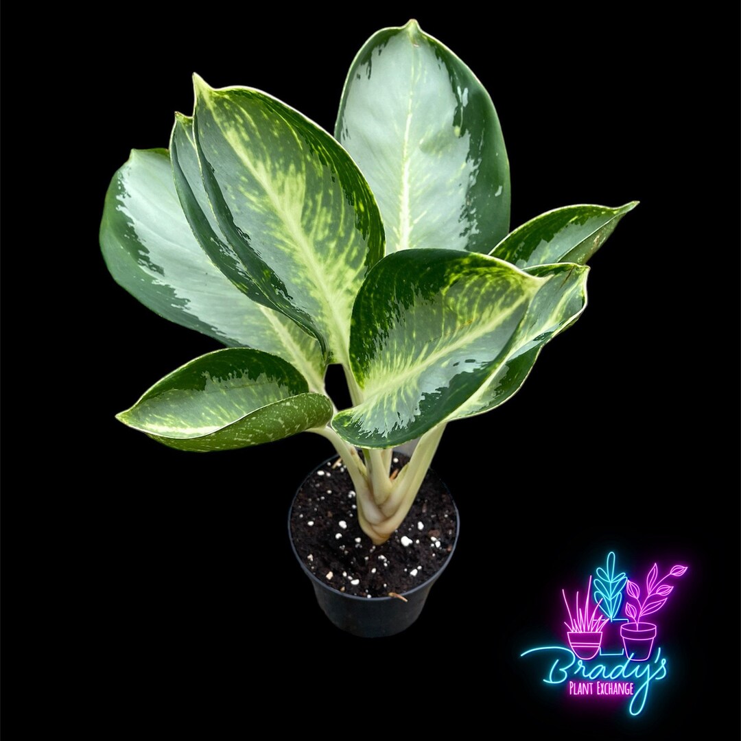 US Seller Rare Aglaonema Kan Kluai Live Rooted Plant 4 Inch Pot - Etsy