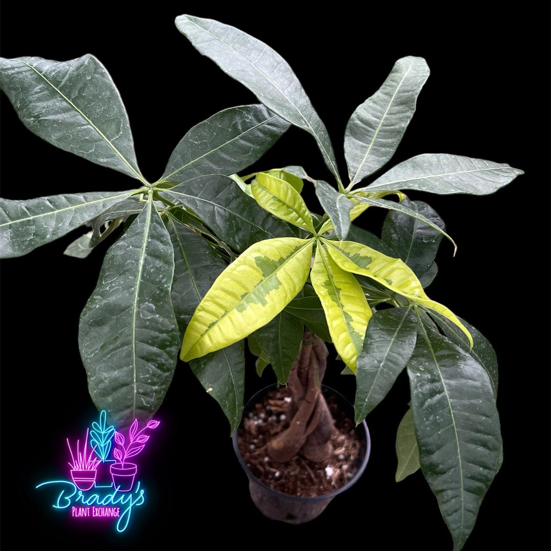 US Seller EXACT PLANT Ultra Rare Variegated Money Tree Pachira Exact ...