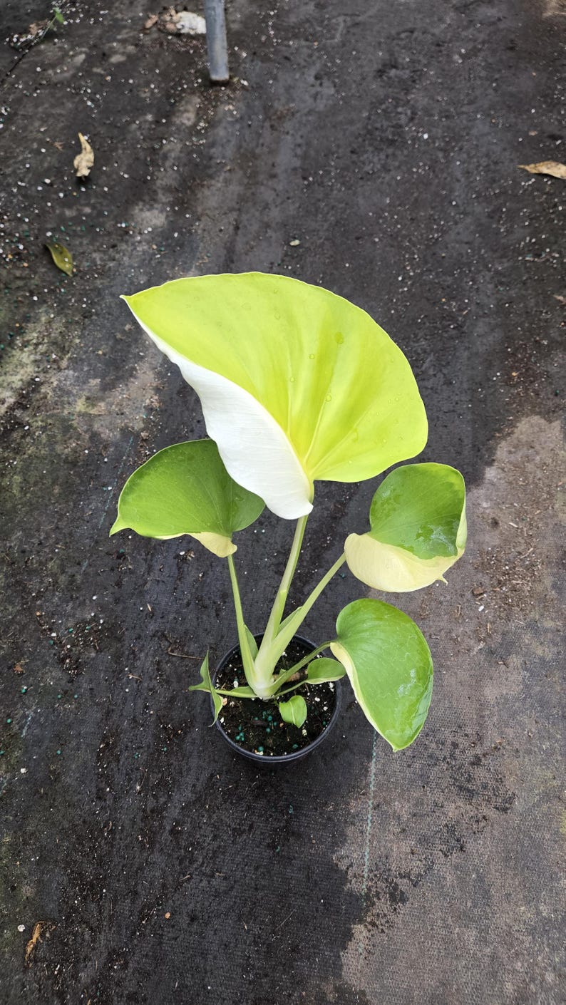 US Seller EXACT PLANT Variegated Monstera Lemon Lime Variegated Exact ...