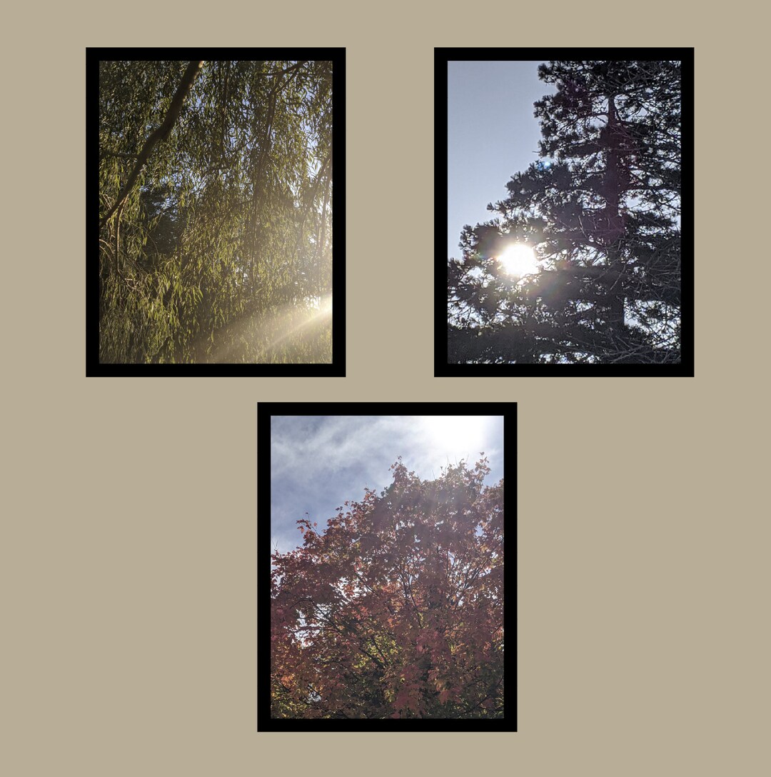 Sunlit Tree Wall Decor; Three Beautiful Nature Images - Etsy