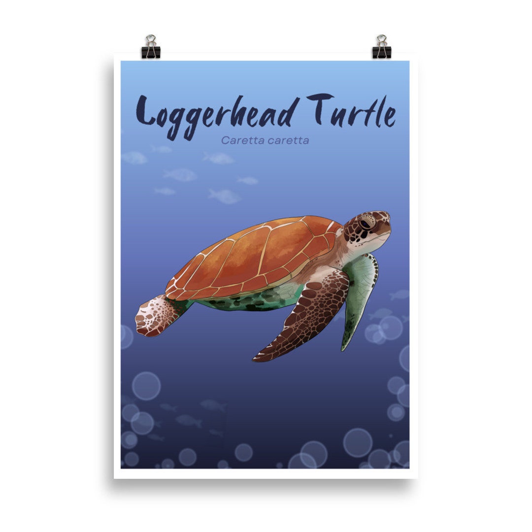Hand-drawn Loggerhead Sea Turtle Poster - Etsy