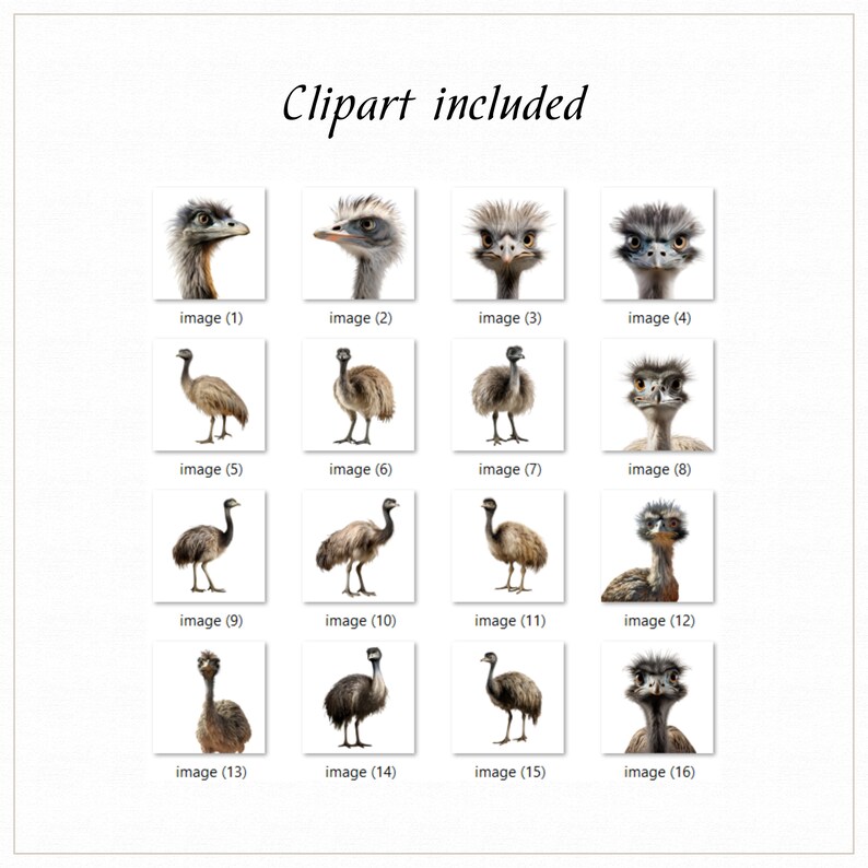 Emu Clipart, Emu Bird Clipart, Wild Animals, Flightless Bird ...