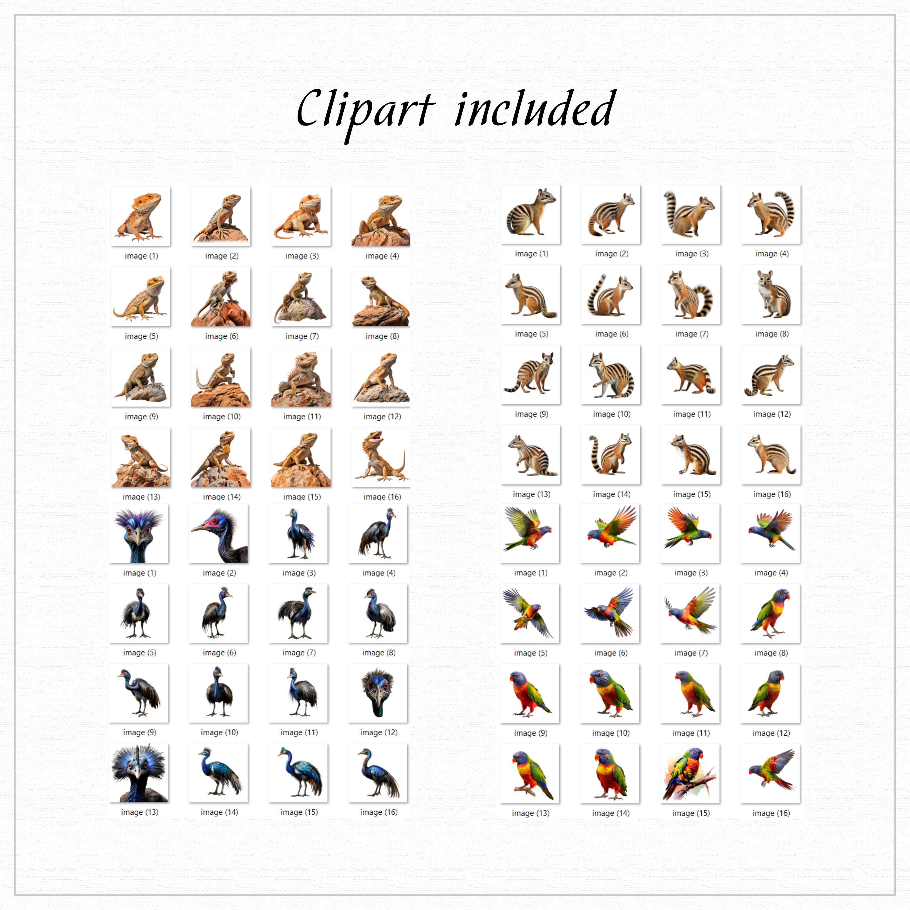 Wild Animals Clipart Bundle, Australian Wildlife, Cassowary, Numbat ...