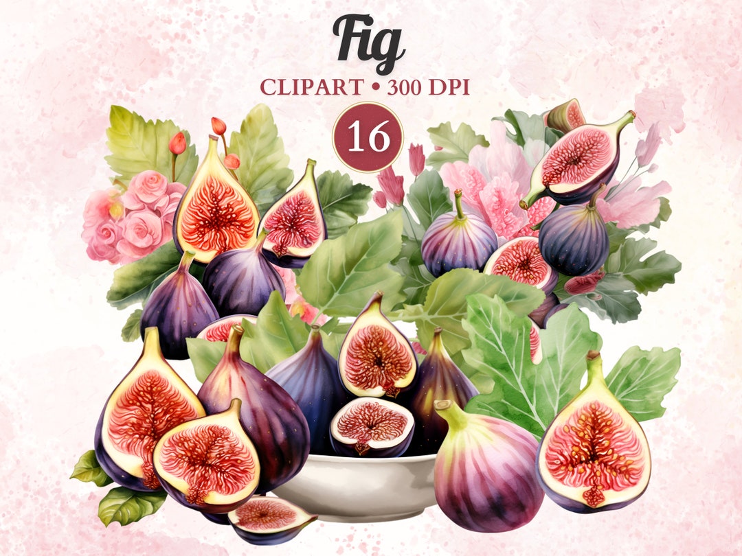 Fig Clipart, Fig Drawing, Tree Branch Png, Summer Vibes, Agriculture ...