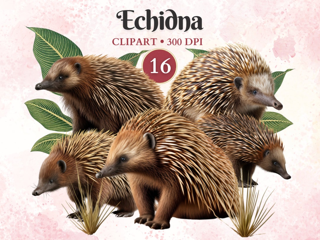 Echidna Clipart, Australian Animals, Echidna Digital Art, Vector ...