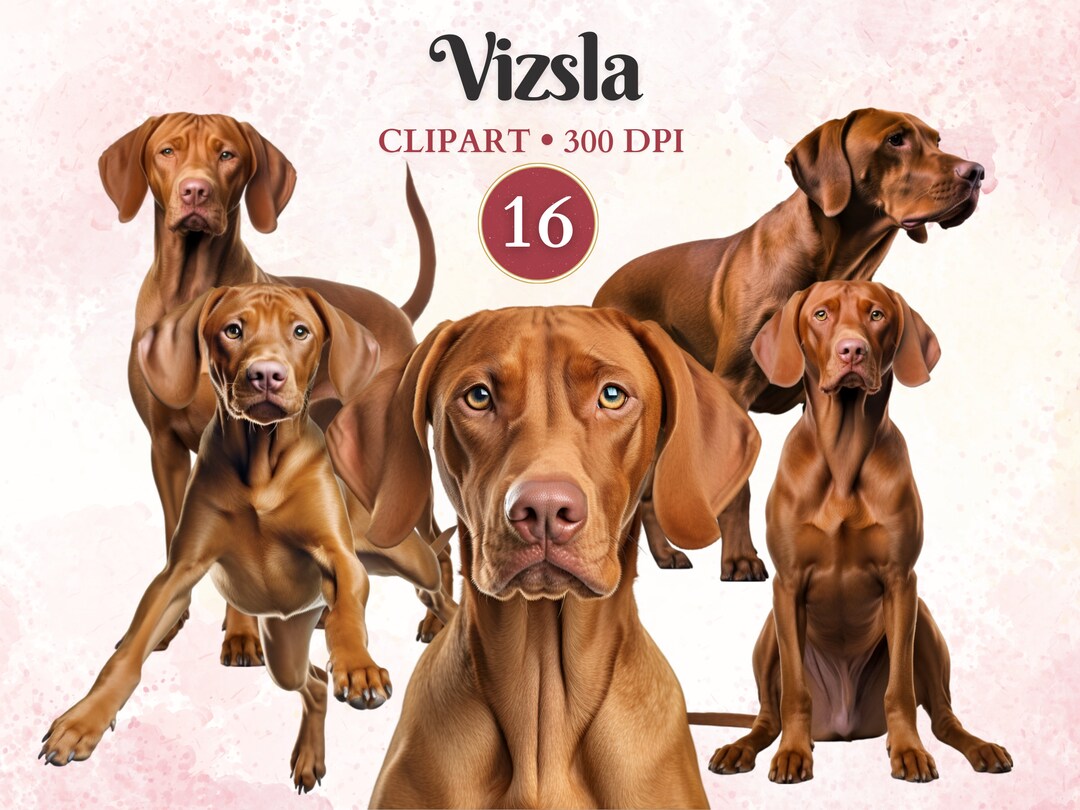 Vizsla Clipart, Hungarian Vizsla, Dog Silhouette Clip Art, Pet Graphics ...