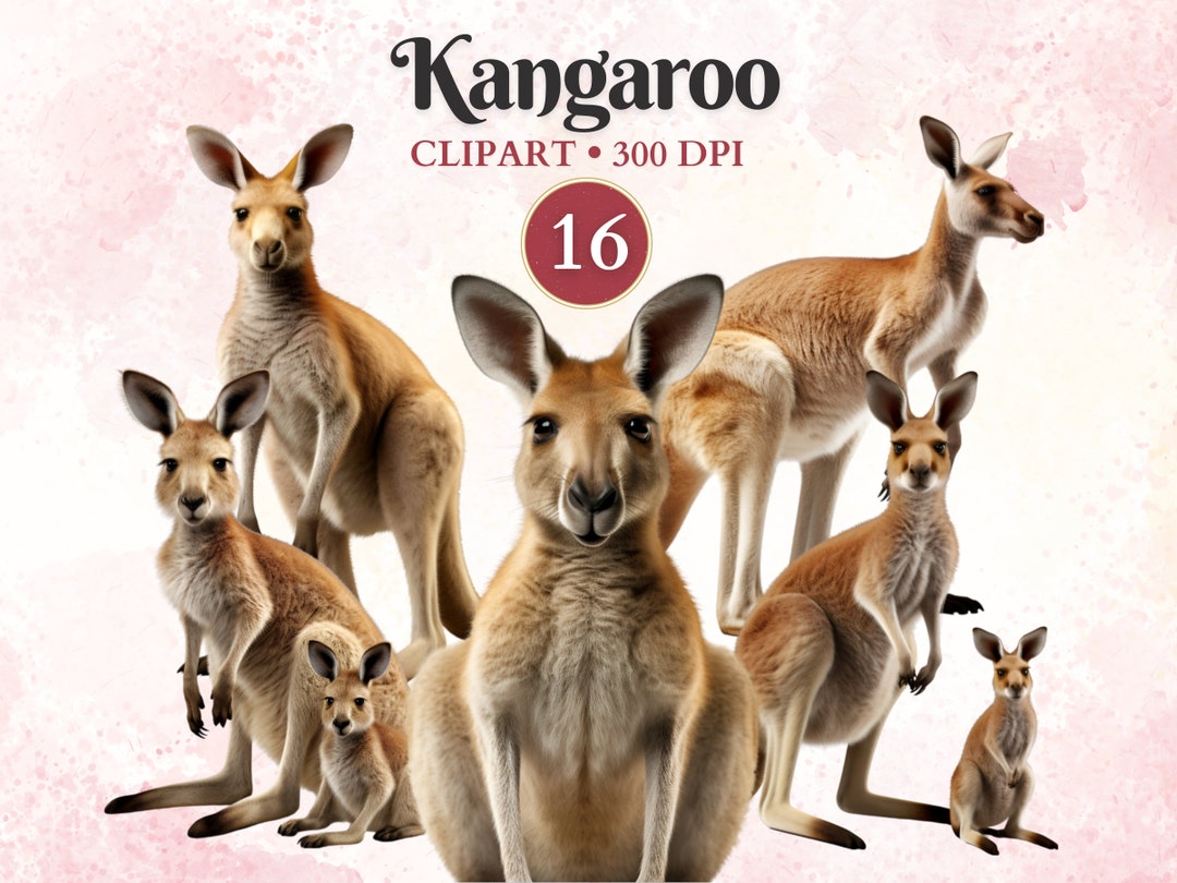 Kangaroo Clipart, Wild Animals, Kangaroo Png, Wildlife Clipart ...