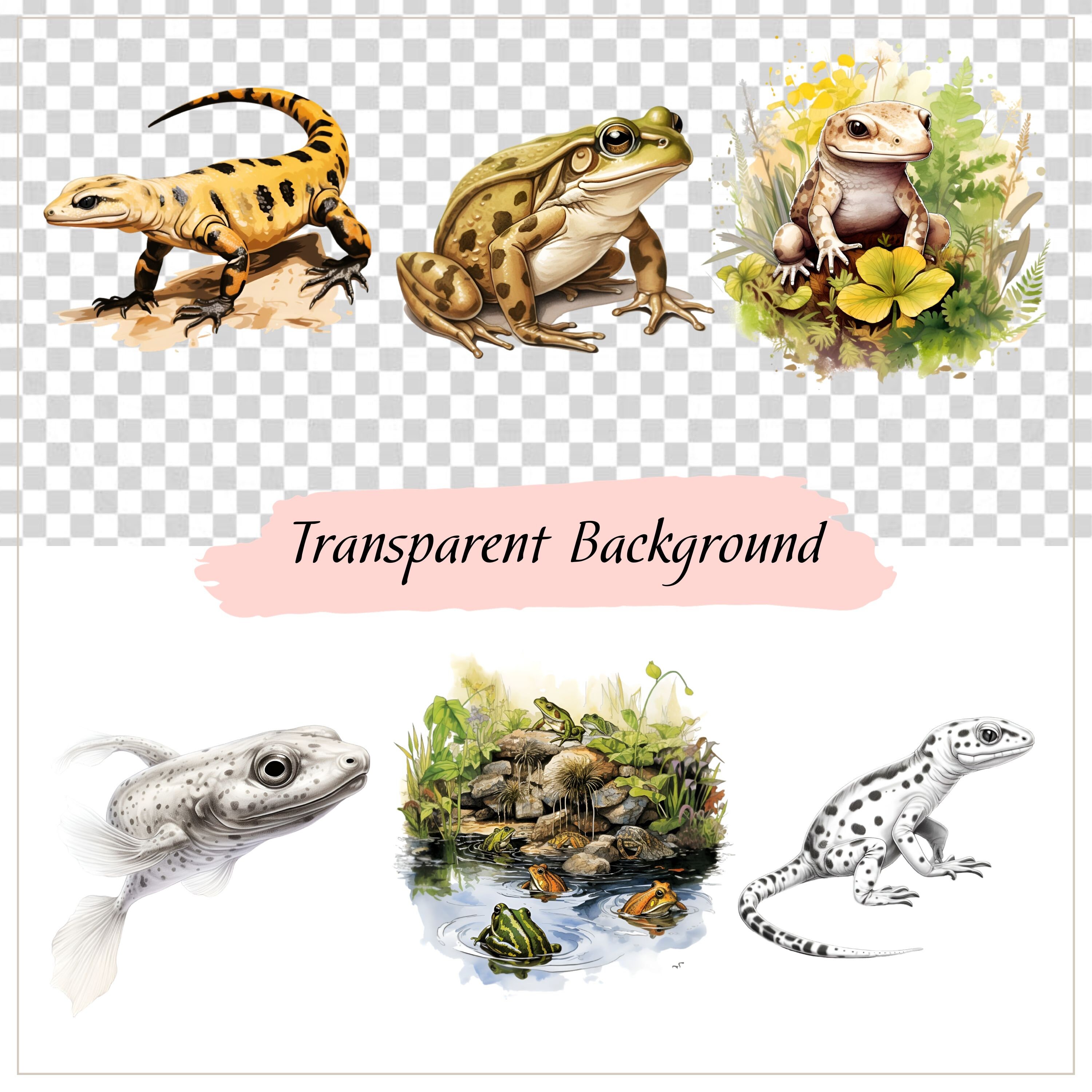 Amphibian Clipart, Frog Clipart, Frog Vector, Salamander Png, Tadpole ...