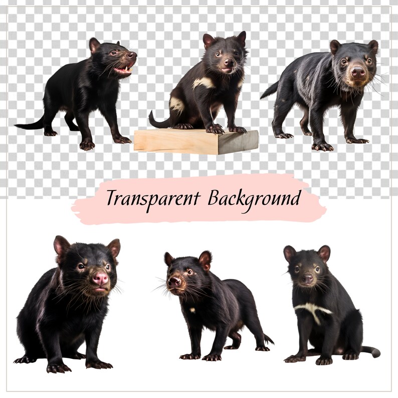 Tasmanian Devil Clipart, Wild Animals, Wildlife Clipart, Tasmanian ...