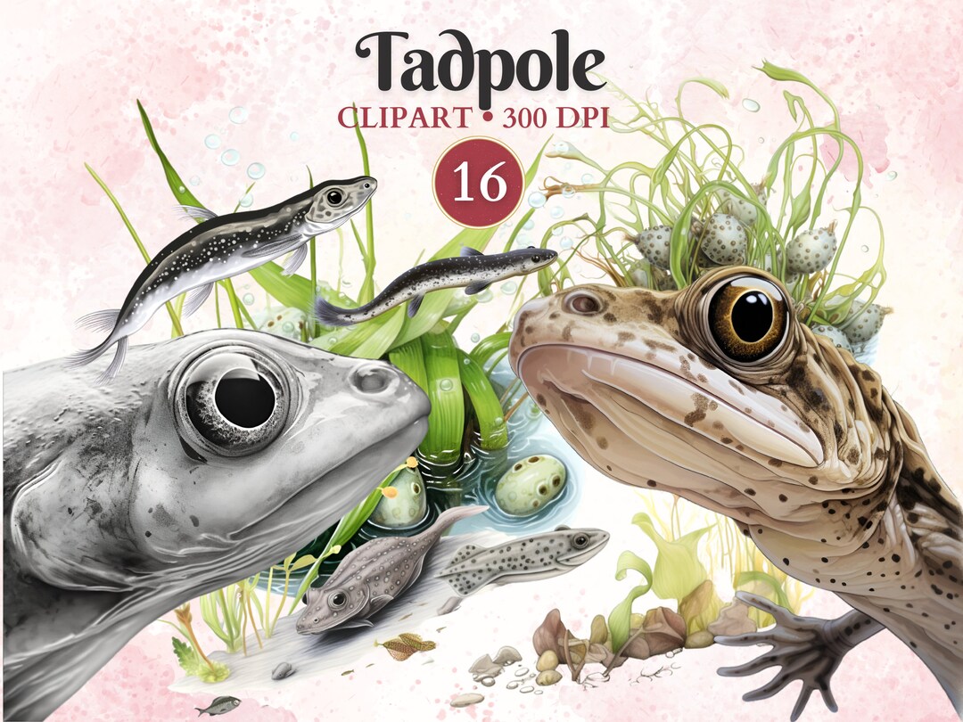 Tadpole Clipart, Tadpole Png, Frog Clipart, Frog Vector, Amphibian ...