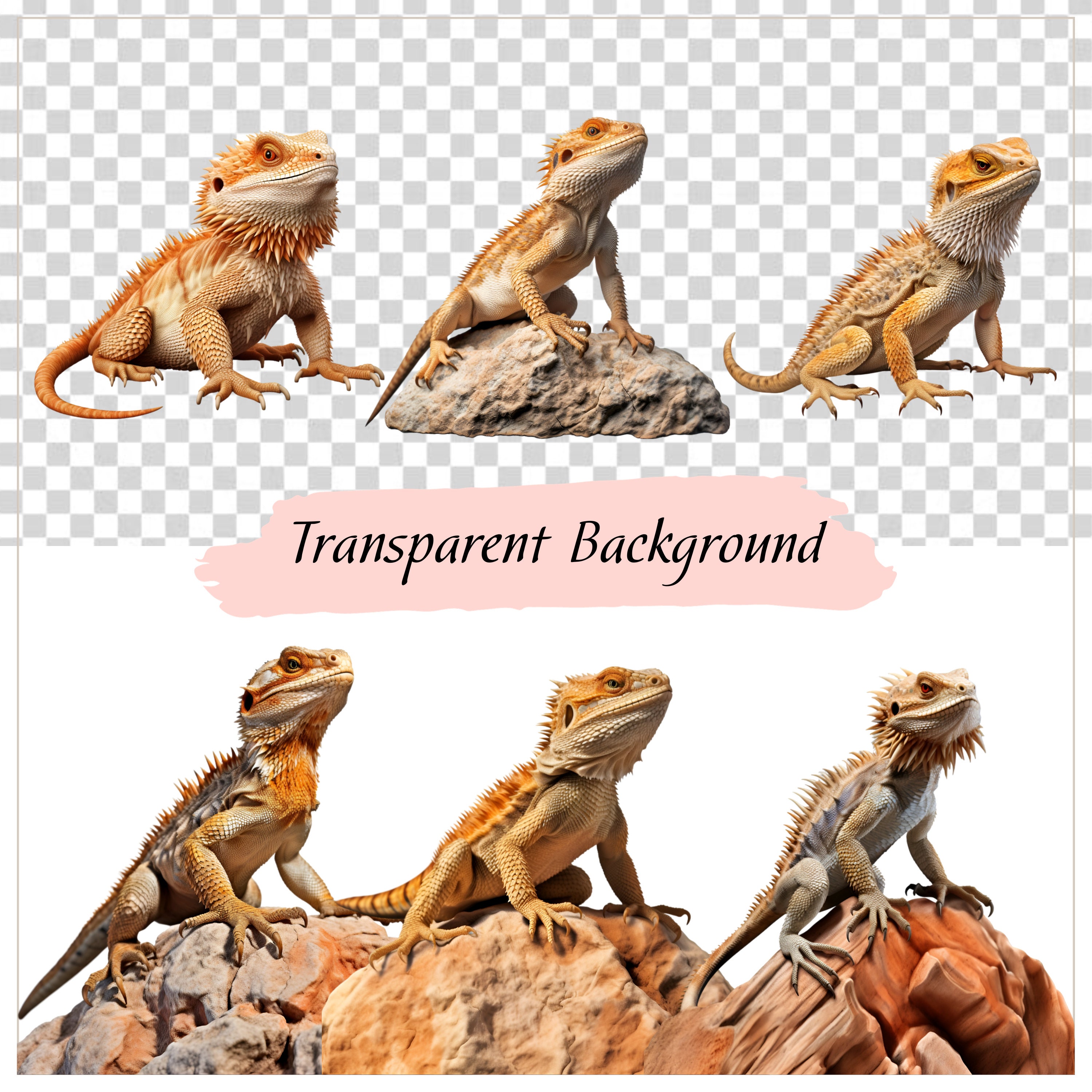 Bearded Dragon Clipart, Australian Animals, Lizard Vector, Dragon ...
