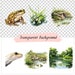 Ponds Clipart Bundle, Pond Png, Pond Vector, Frog Clipart, Tadpole ...