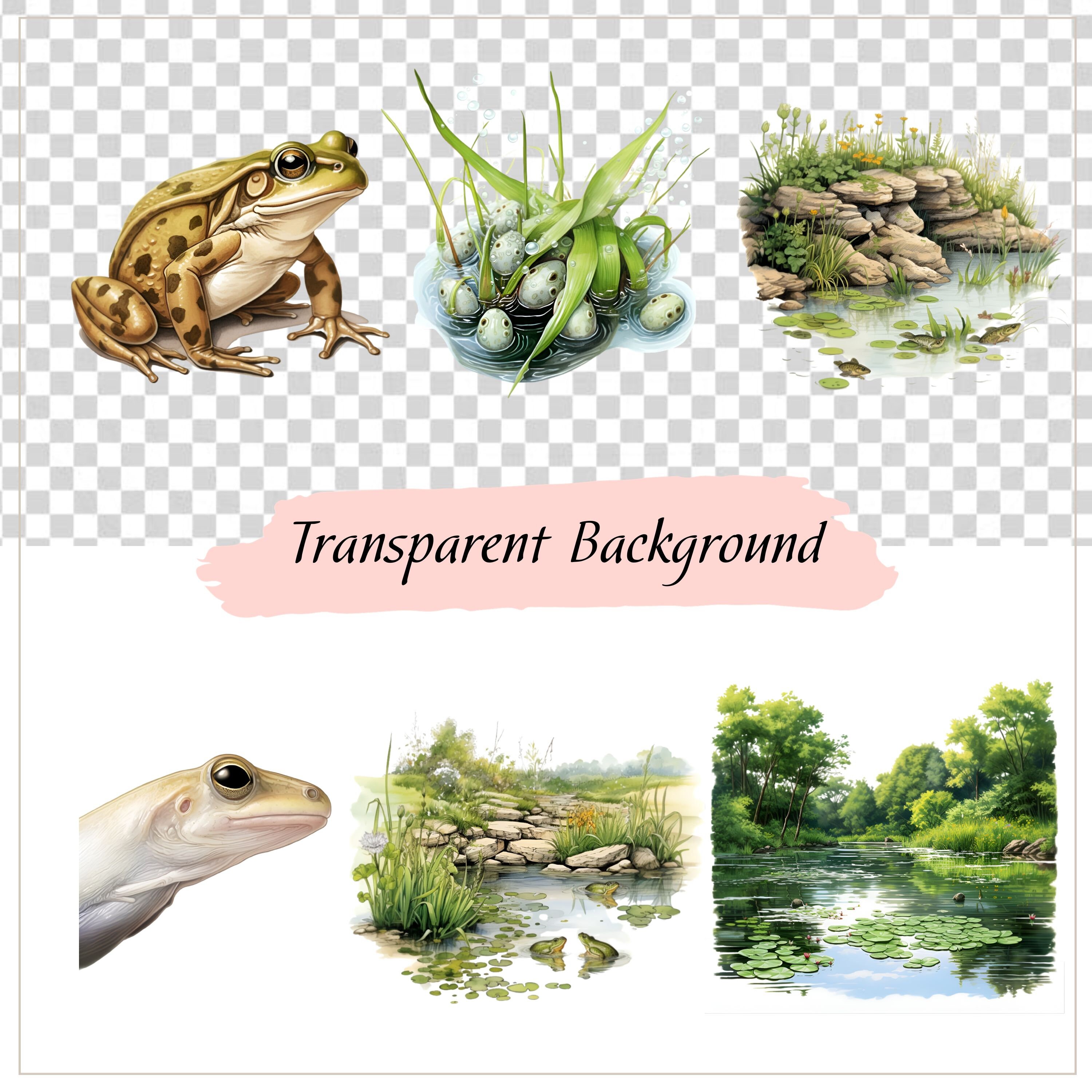 Ponds Clipart Bundle, Pond Png, Pond Vector, Frog Clipart, Tadpole ...