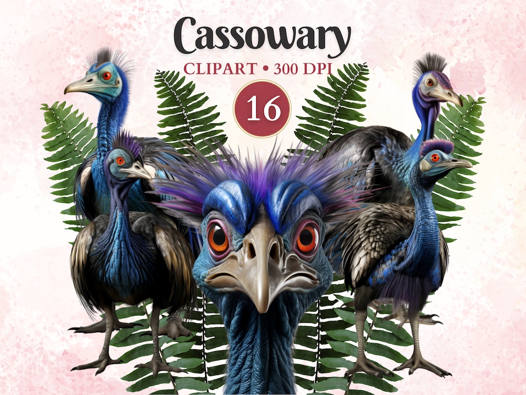 Cassowary Clipart, Cassowary, Flightless Bird, Wild Animals, Australian ...