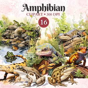 Amphibian Clipart, Frog Clipart, Frog Vector, Salamander Png, Tadpole ...