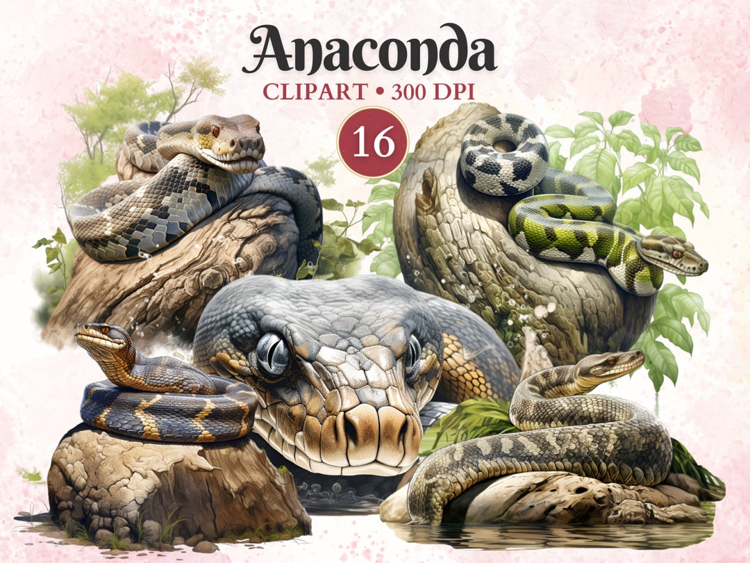 Anaconda Clipart, Anaconda Png, Snake Clipart, Snake Png, Serpent ...