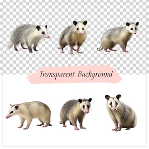Opossum Clipart, Wild Animals, Opossum Png, Wildlife Clipart, Forest ...