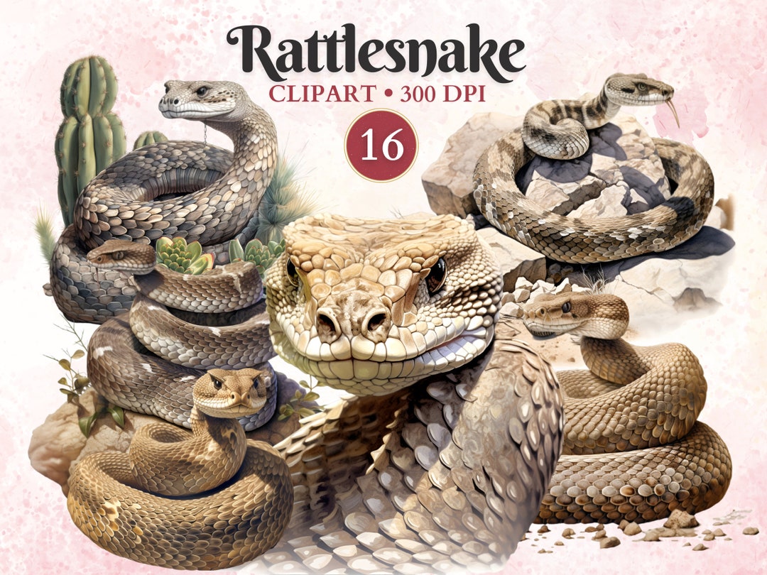Rattlesnake Clipart, Rattlesnake Png, Snake Clipart, Snake Png, Serpent ...